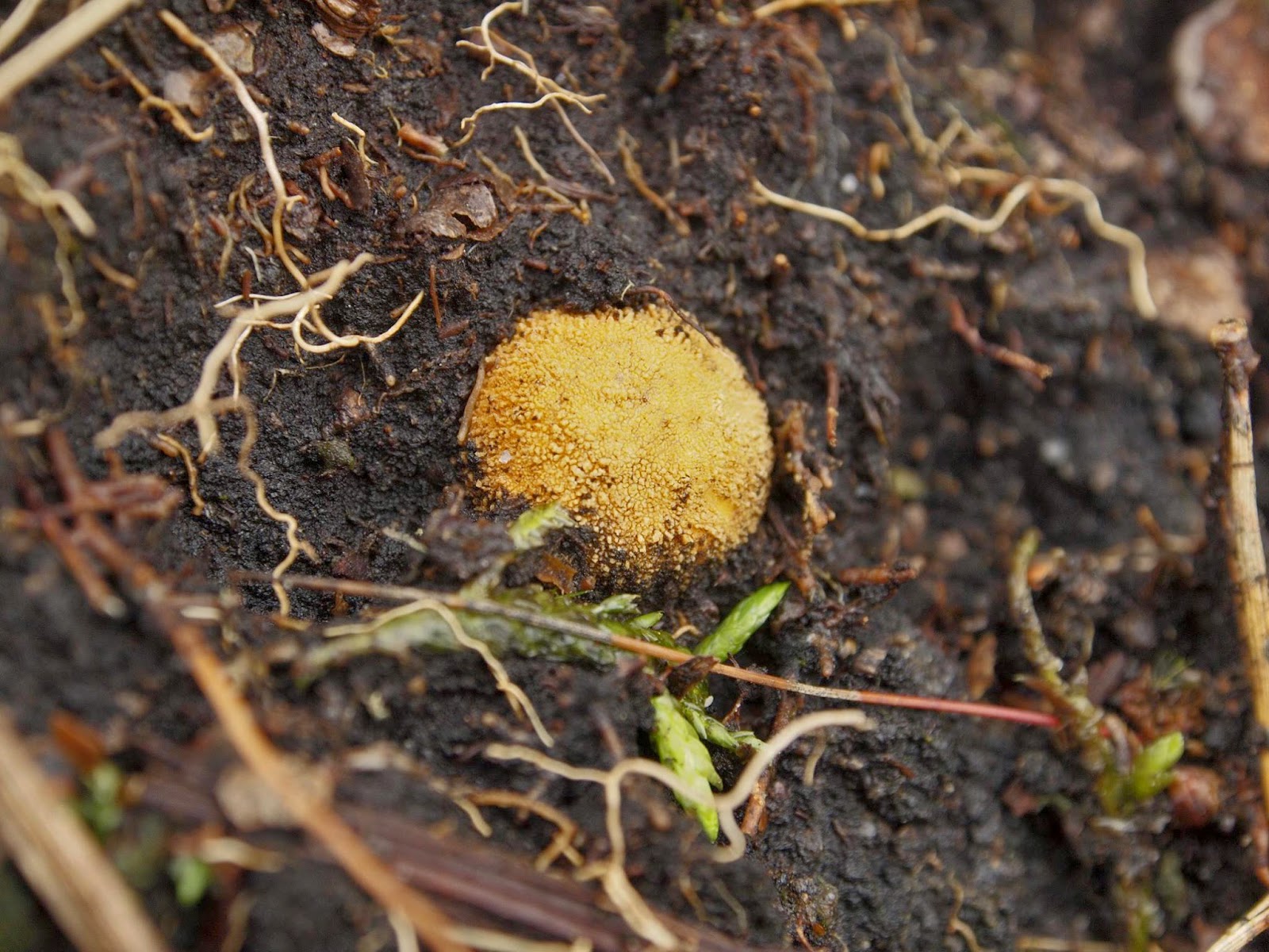 Calderdale Fungi - Halifax Scientific Society - Mycology Section ...