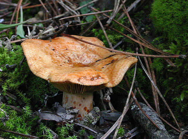 PAISAJISMO Y NATURALEZA: EL NISCALO