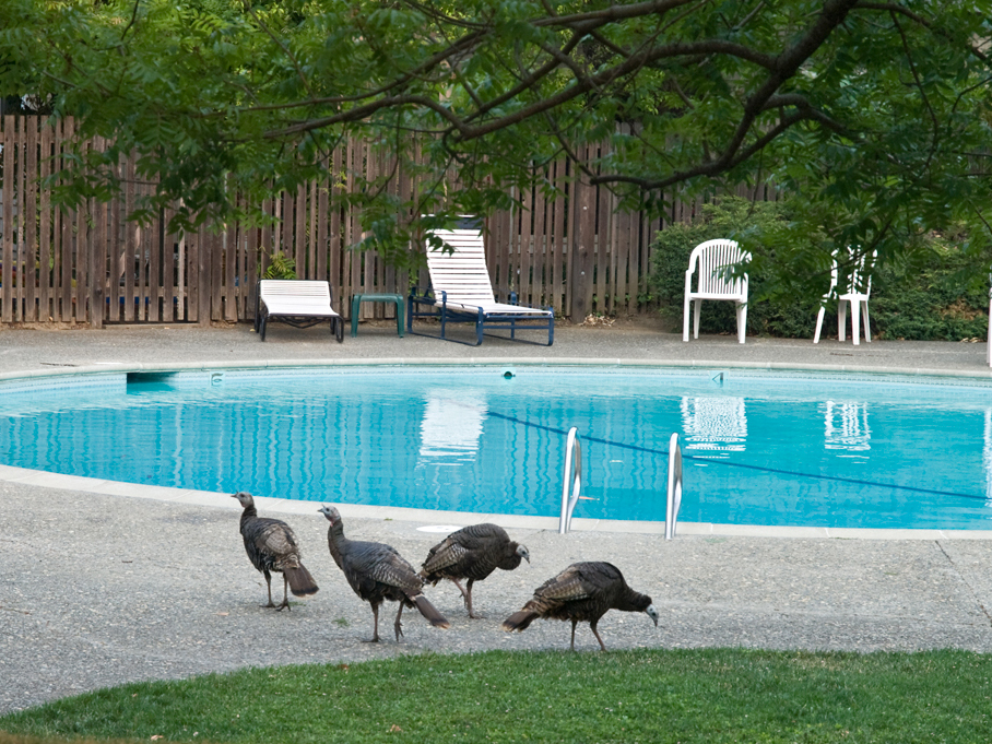 Turkeys Swimming Photos