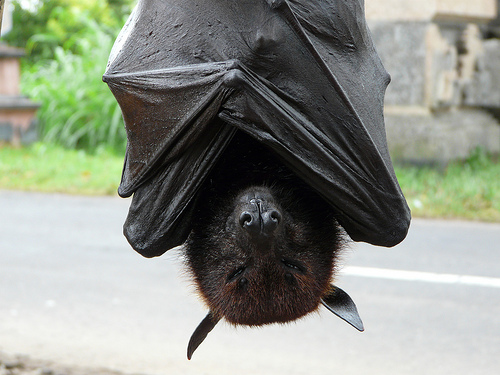 Amazing Magazine: Giant golden-crowned flying fox