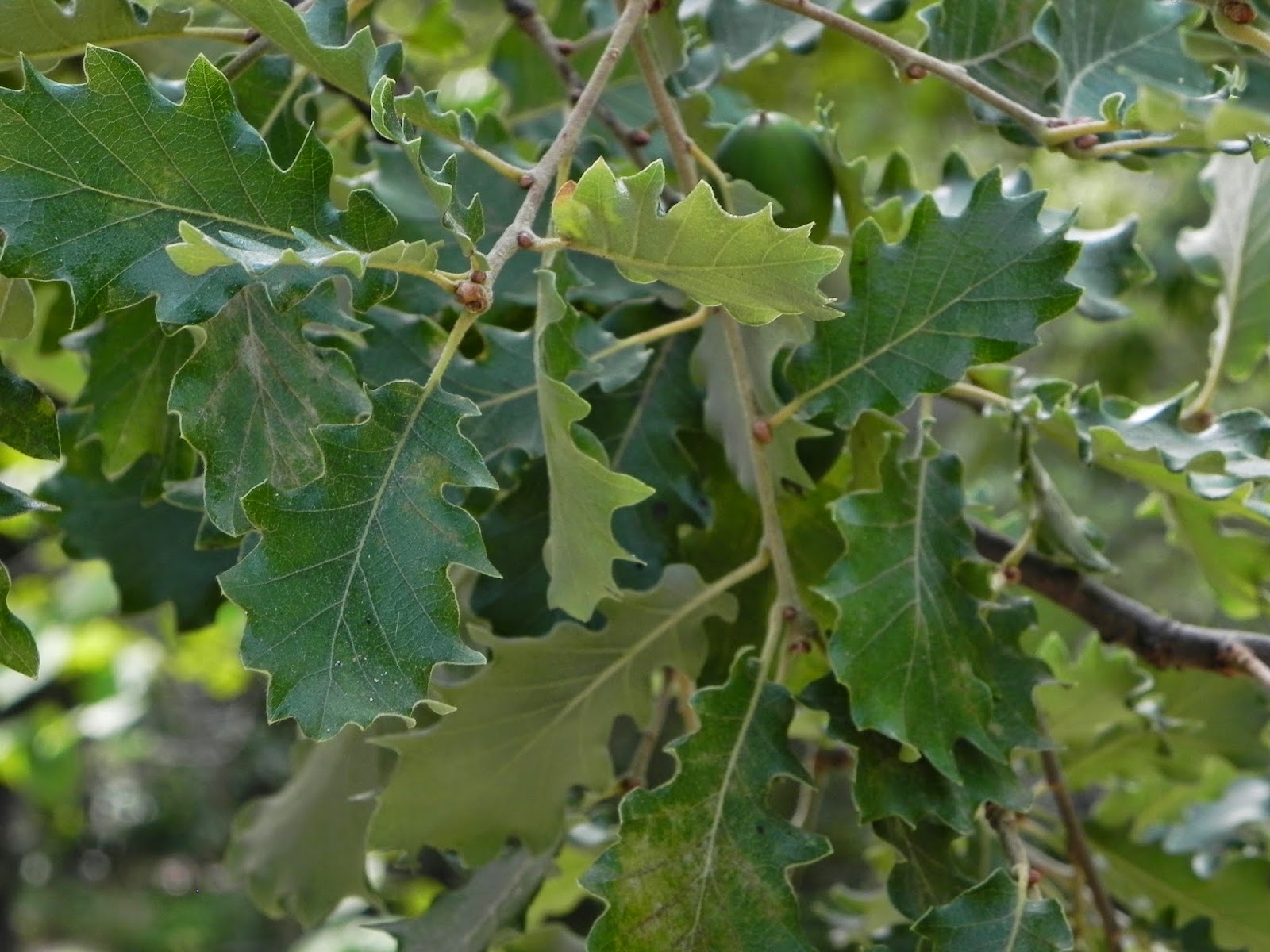 Á R B O L E S (T R E E S) y P A L M E R A S (P A L M S): Quercus ...