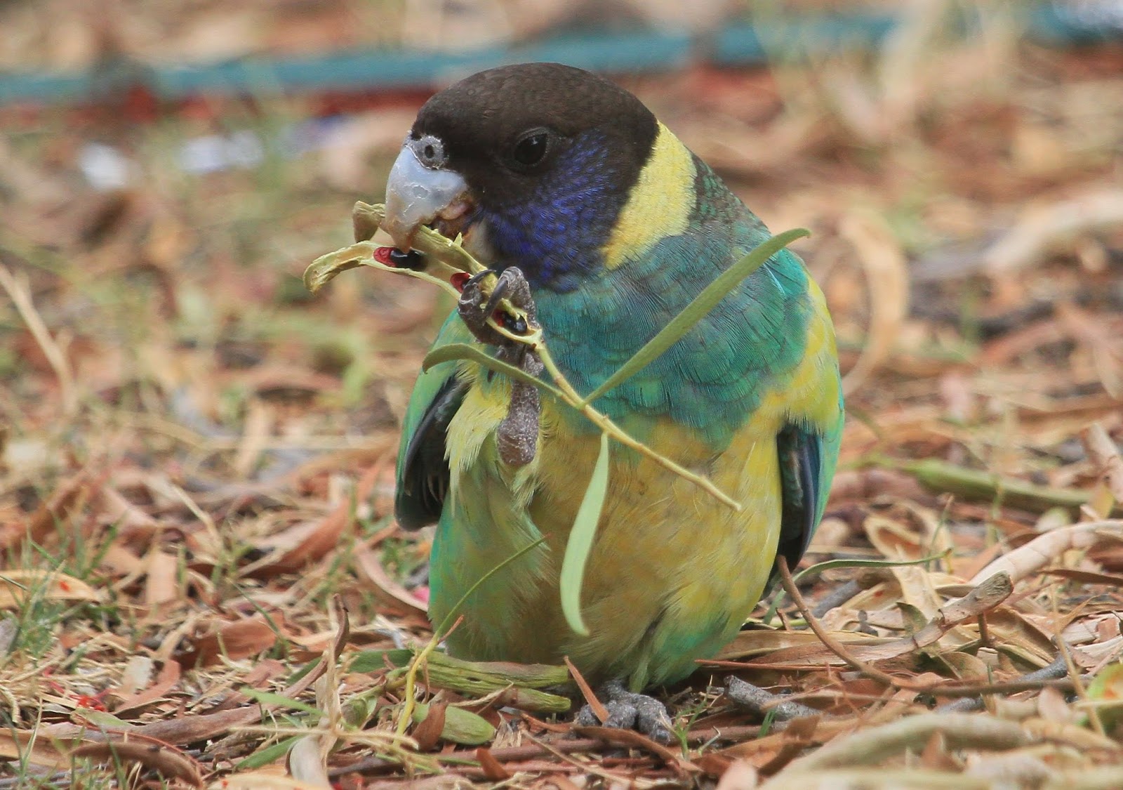 Richard Waring's Birds of Australia: Backyard visitors