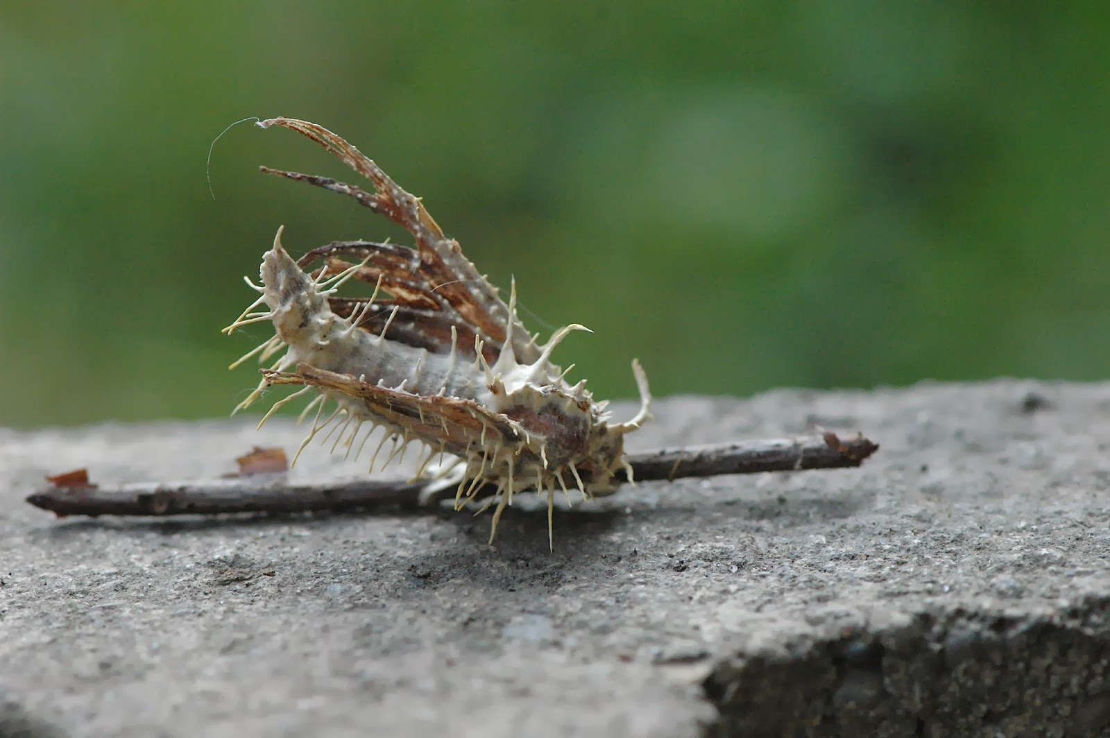 Field Biology in Southeastern Ohio: Mummies and Zombies
