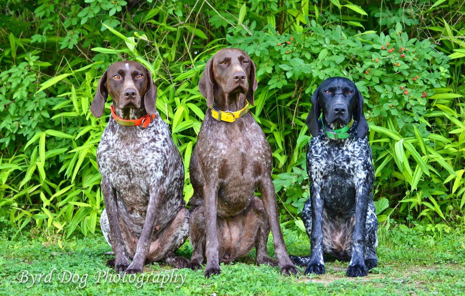 Adventures of a GSP Hunting Dog: Our Dogs