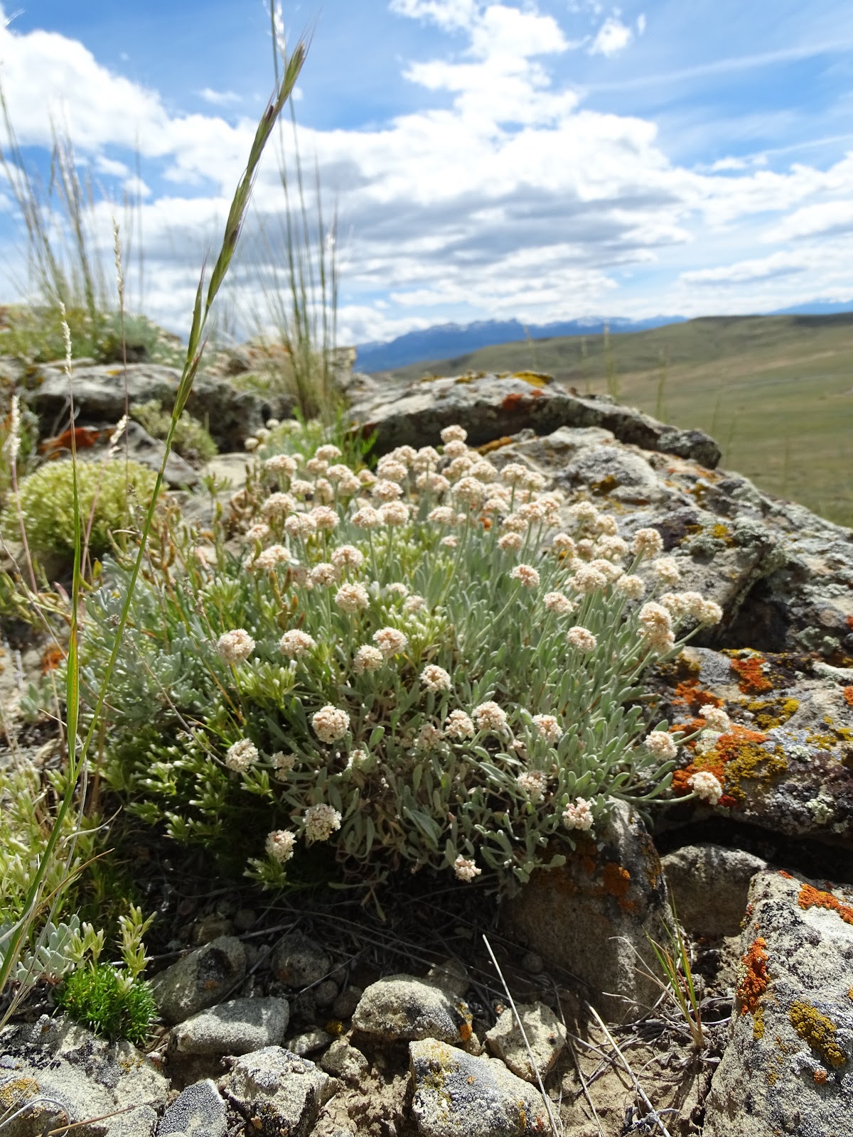 Prairiebreak: An album with a floral few gems from Northwestern Wyoming ...