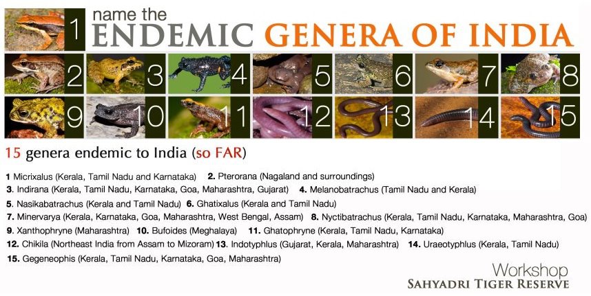 Species New to Science: Frog of India • 15 Endemic Amphibian Genera of ...