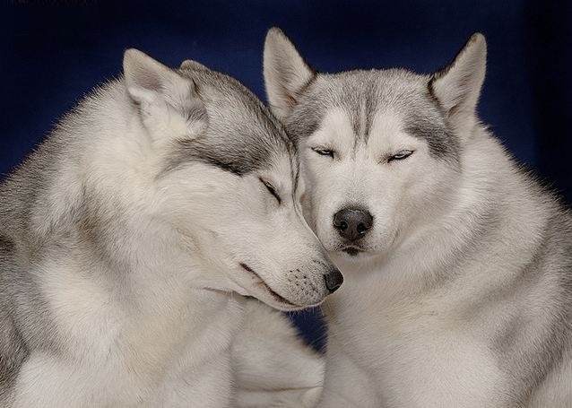 Beautiful Dog Breeds - Dogs Breeds Guide