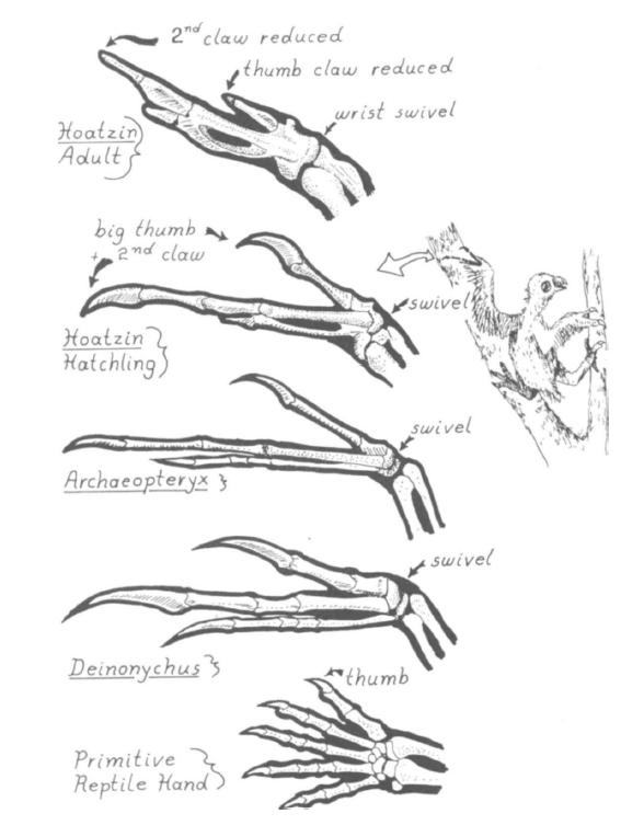 AGATHAUMAS: Archaeopteryx lithographica 1861-2011