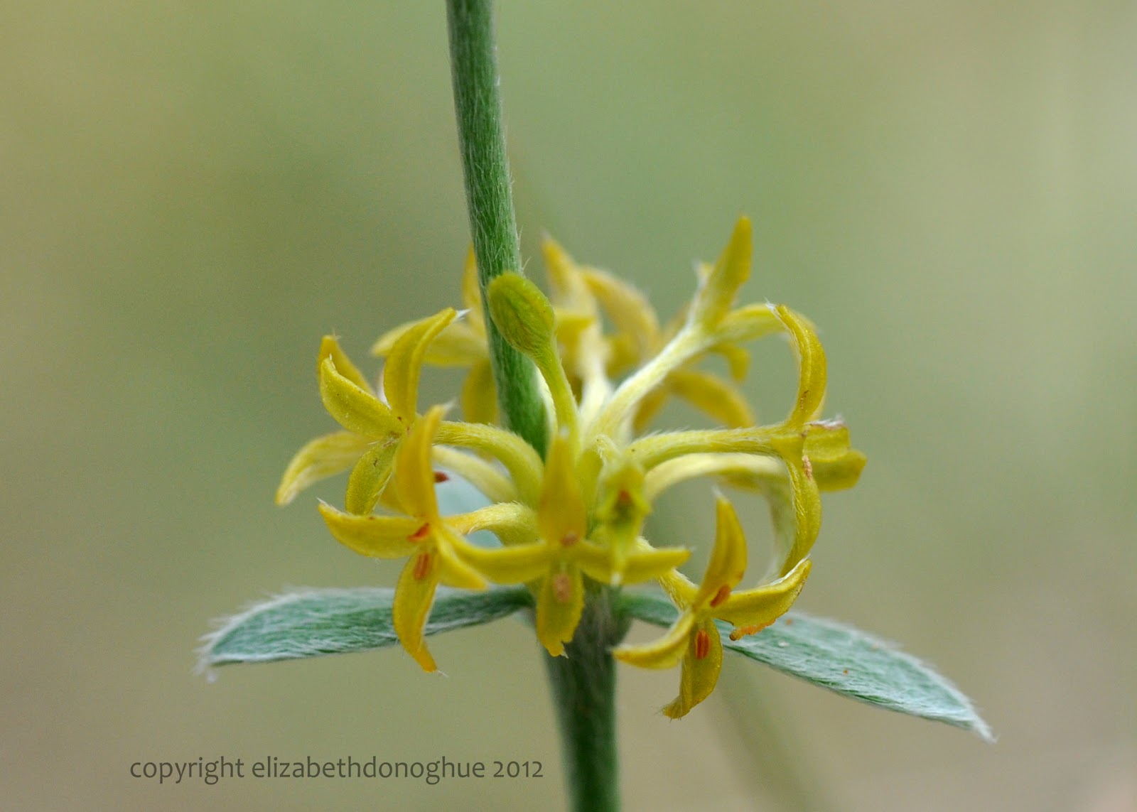 Victoria's vegetation: Pimelia – a Beginner’s Guide