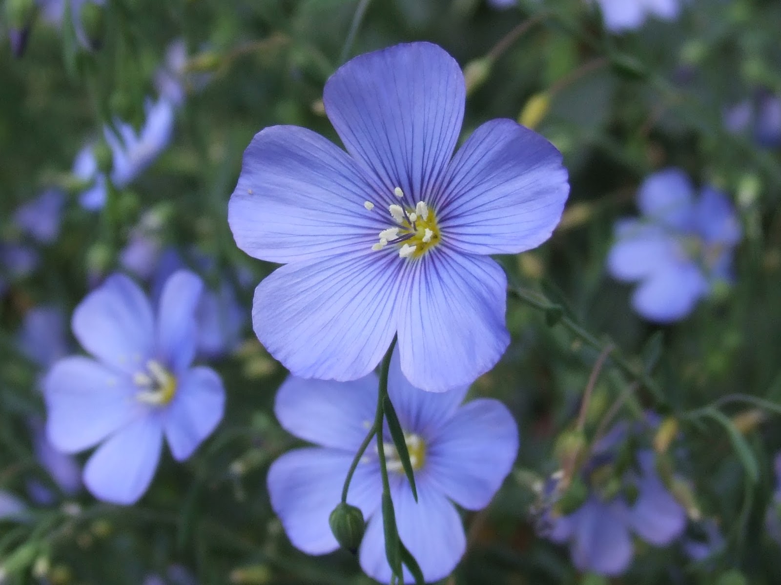 What Feeds My Soul: The Virtues of the Linum Perenne