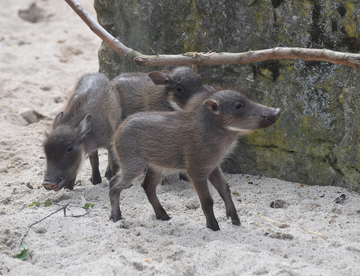 ZOOTOGRAFIANDO (6.100 ANIMALS): FACOQUERO / WARTHOG (Phacochoerus ...