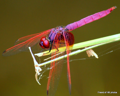Photographic Wildlife Stories in UK/Hong Kong: Colourful Dragonflies