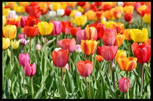 What Is Rukhsah? | Understanding of Rukhsah - Yourdakwah