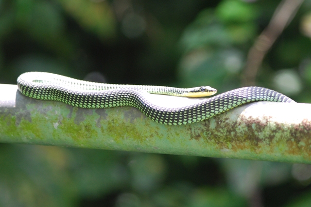 Singapore Wild Animals: Colubrids