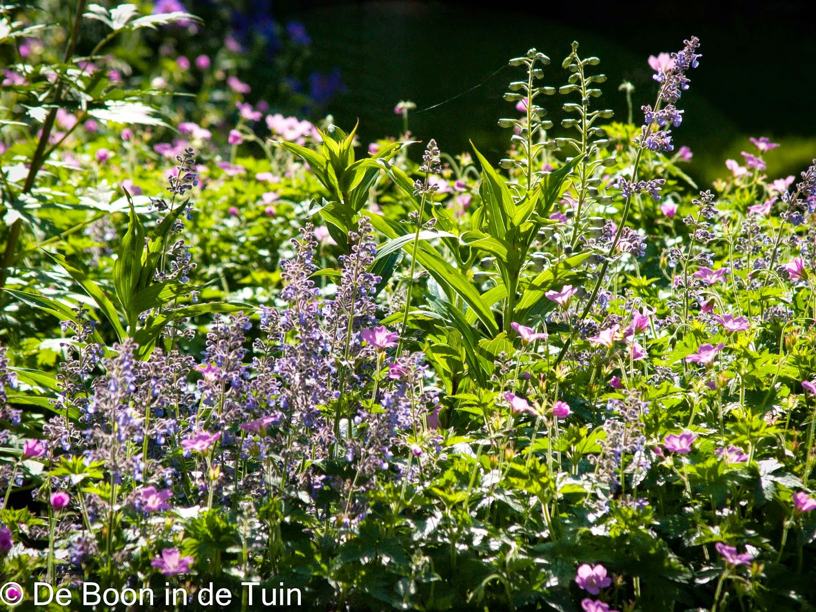 Foto's siertuin en Engelse border | De Boon in de Tuin