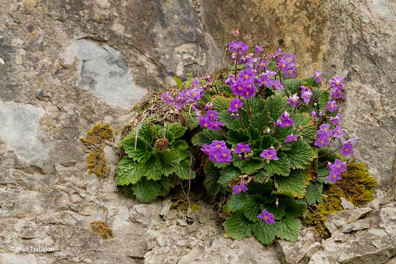 ZAGROS NATURE IMAGES: Pyrenean violet