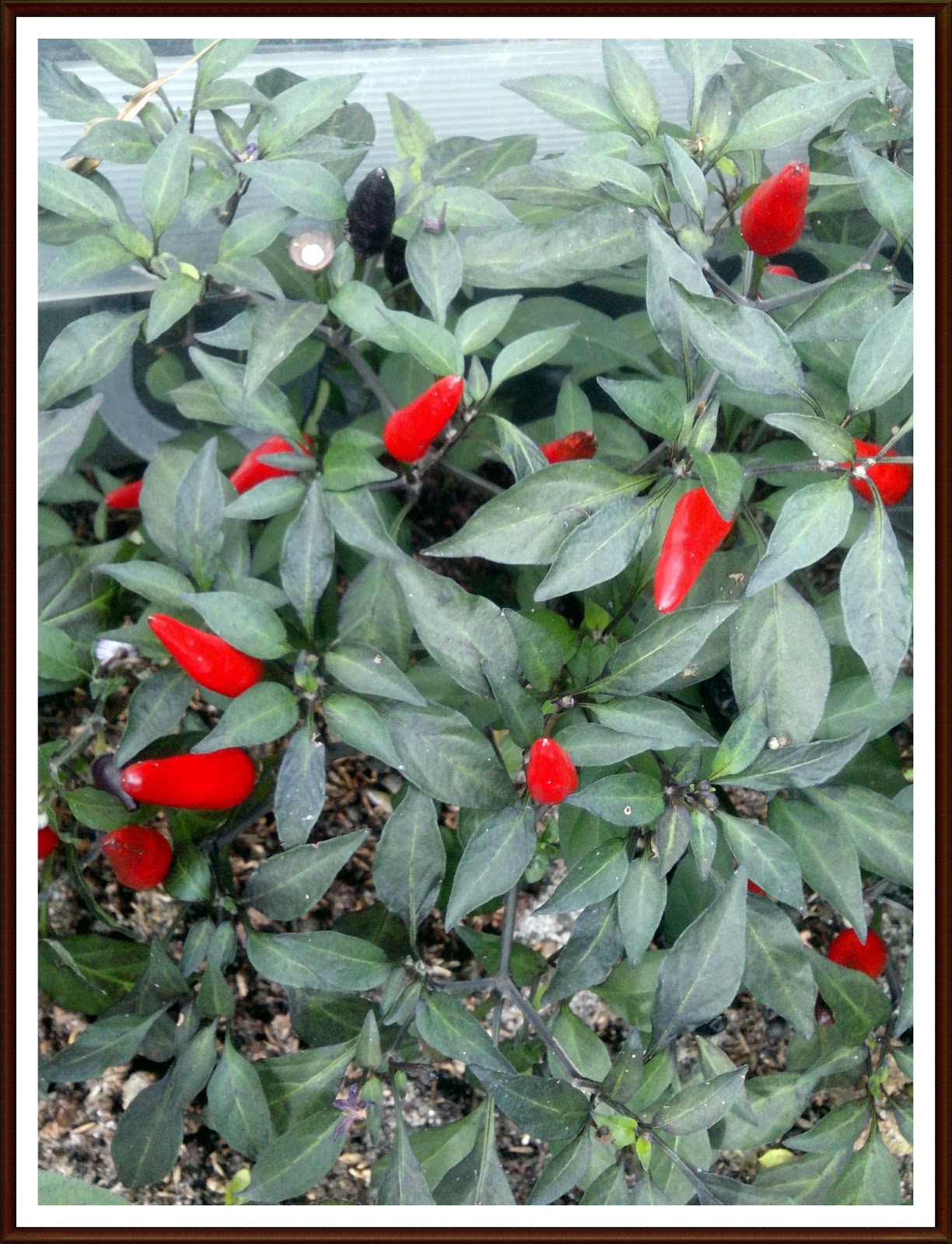 ROYAL BLACK PEPPER ~ JUAL BENIH CABE HIAS