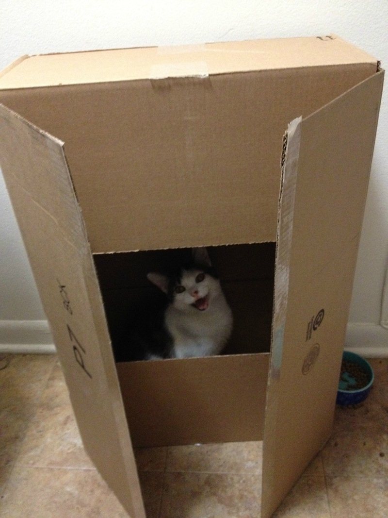 Funny cats - part 14 (40 pics) | Amazing Creatures