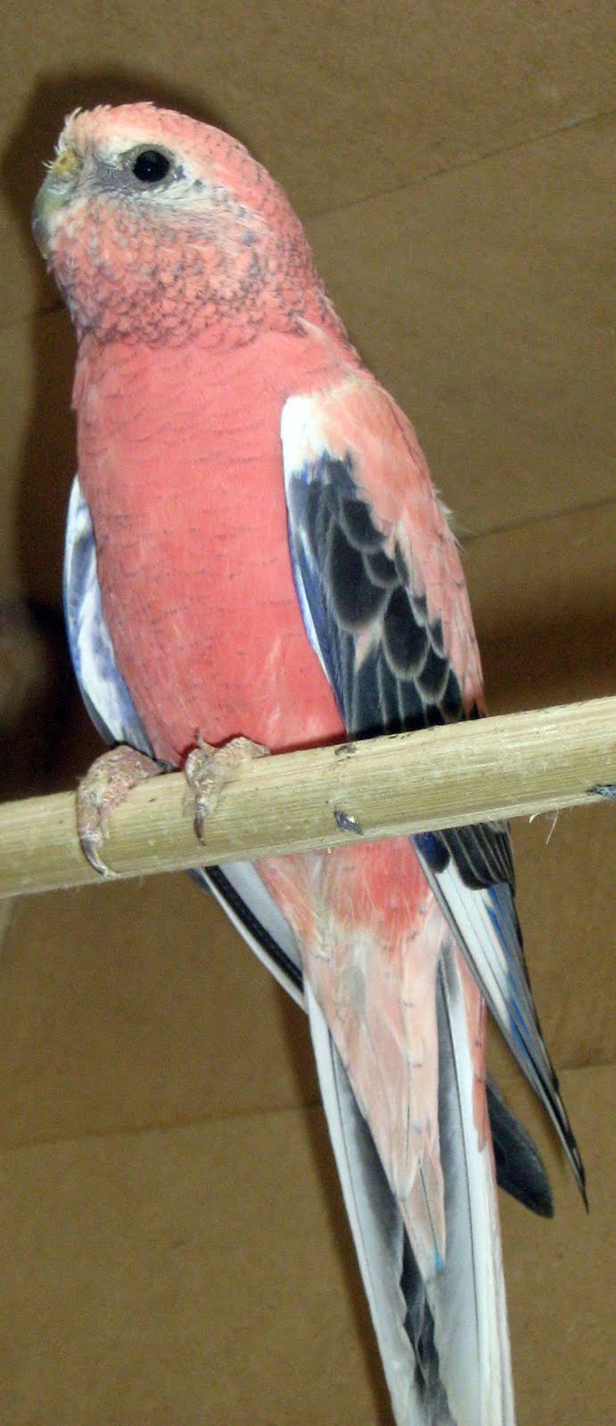 CRIADEROVEJAR: Neophema Bourkii