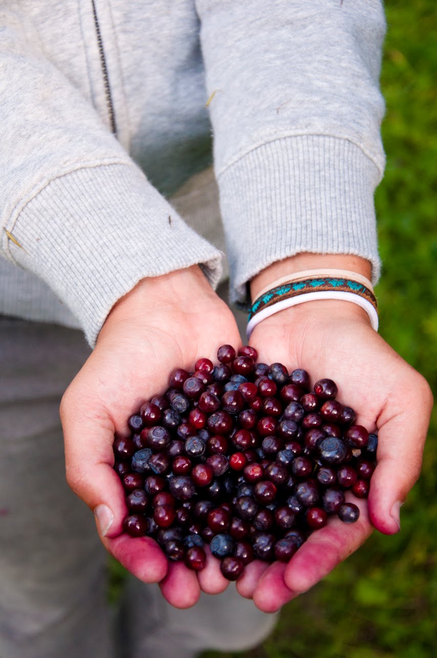 Sunshine Everyday: Huckleberries