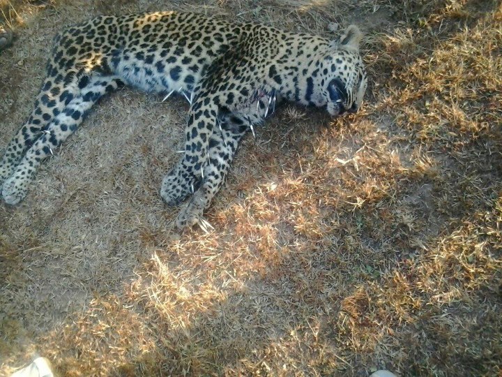 Dandeli-Anshi Tiger Reserve(DATR): Leopard Dies at Castlerock