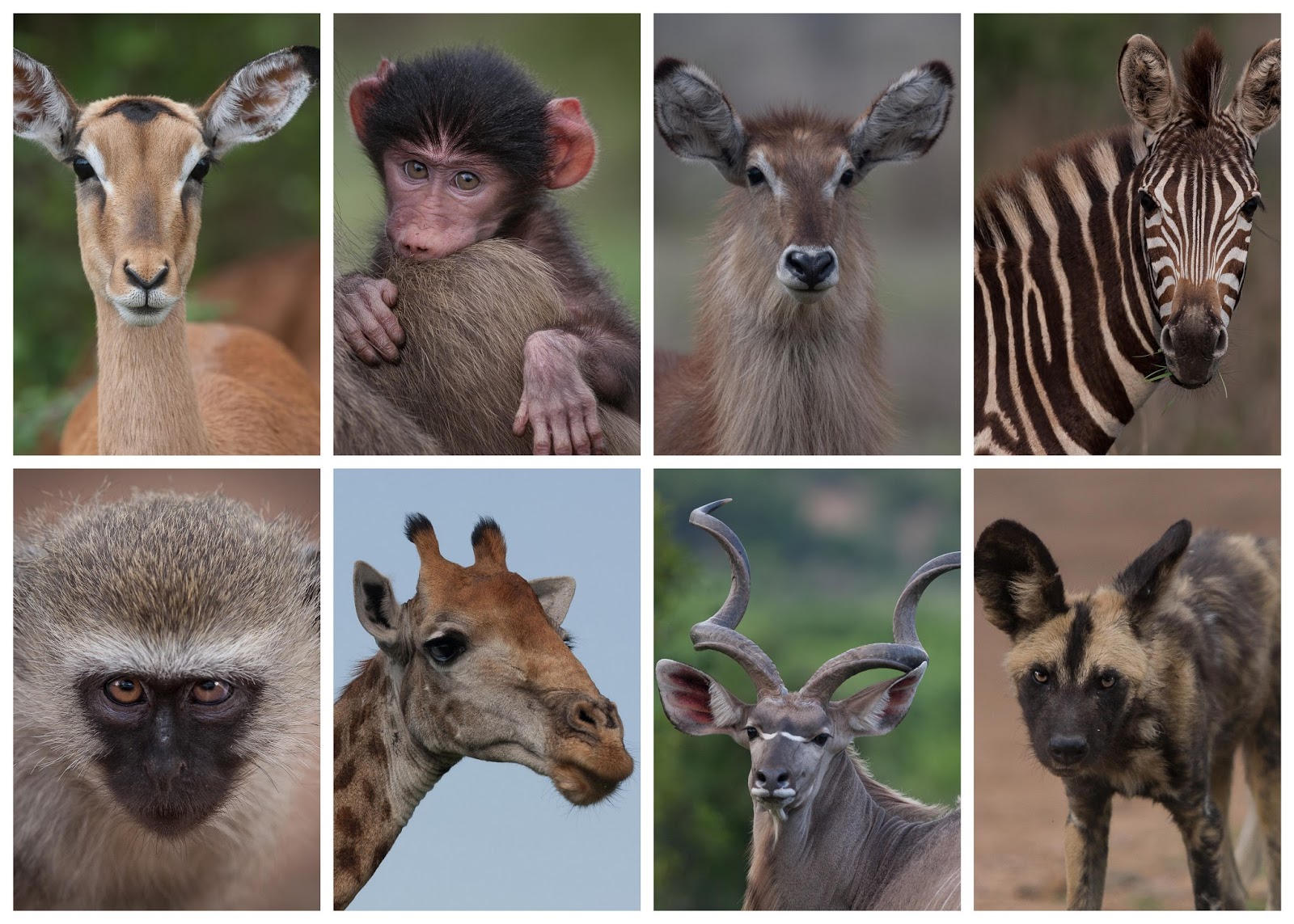 Wonder Trove: Animals