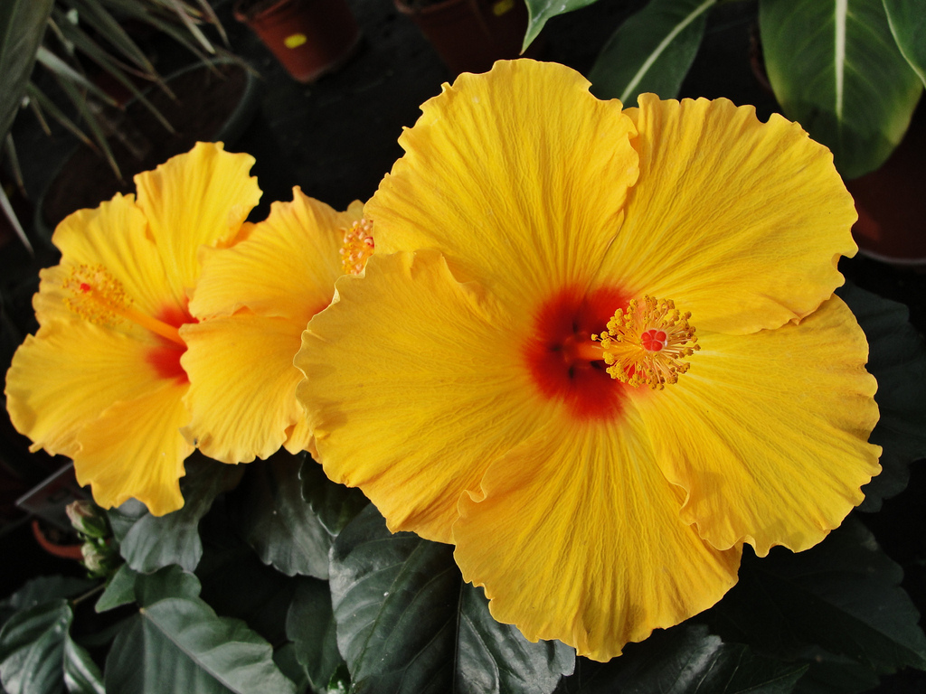 Flores y plantas Hermosas: octubre 2012