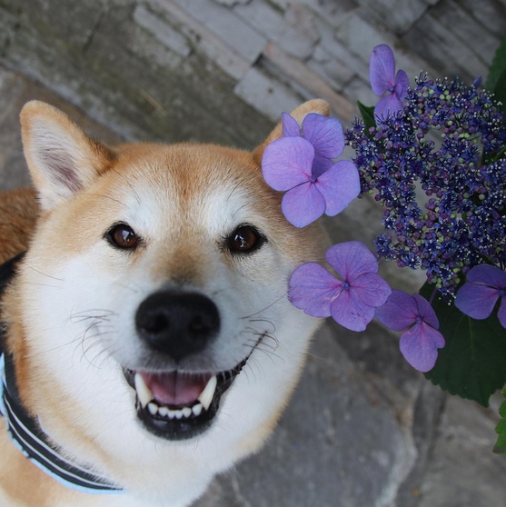 White Wolf : This Shiba From Japan Is The Cutest And The Internet Can’t ...