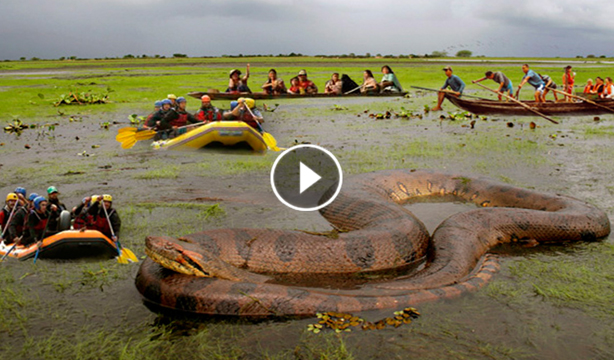 Biggest Snake In Thailand - super newshk