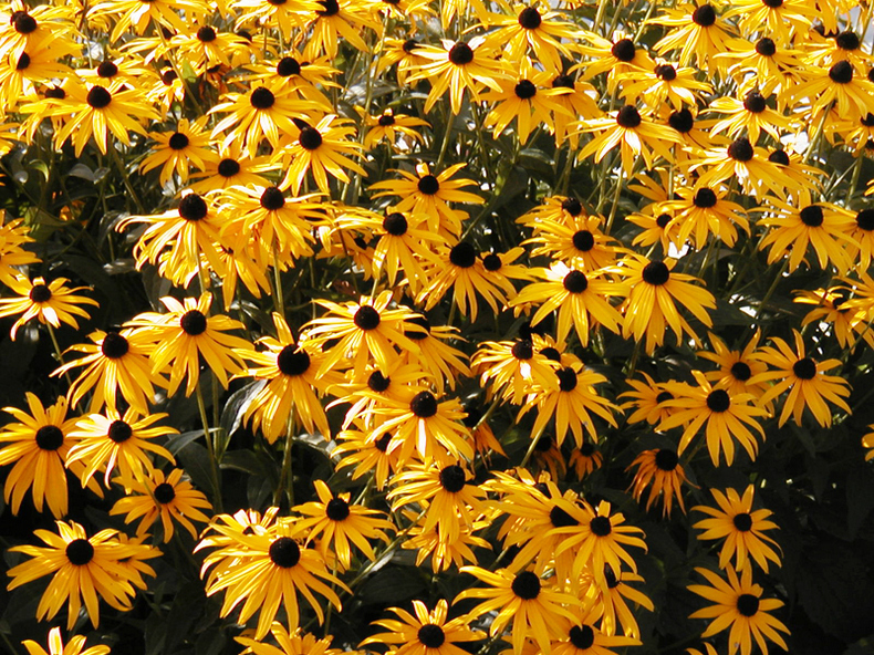 List of Floriculture Flowers | Agriculture, Technology, and Business Market