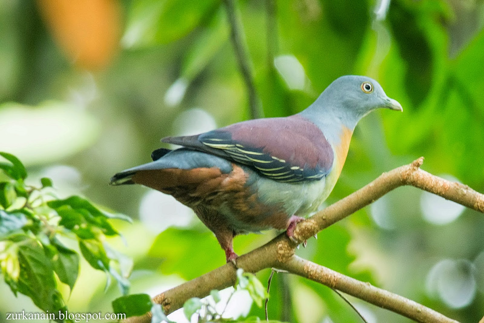 Zul Ya - Birds of Peninsular Malaysia: Little Green Pigeon (Treron Olax )