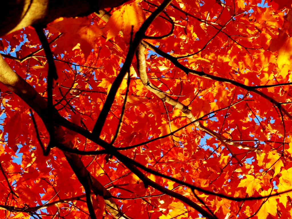 Streams 'N Stirrings: In Praise of our Autumn God!