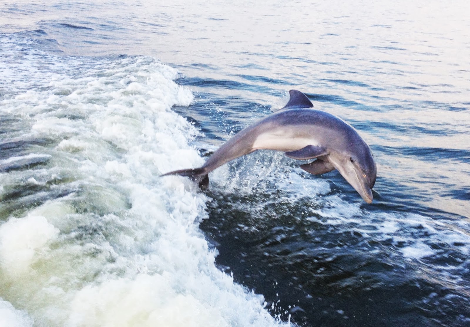 Adventures of Chubby the Dolphin: May 2013