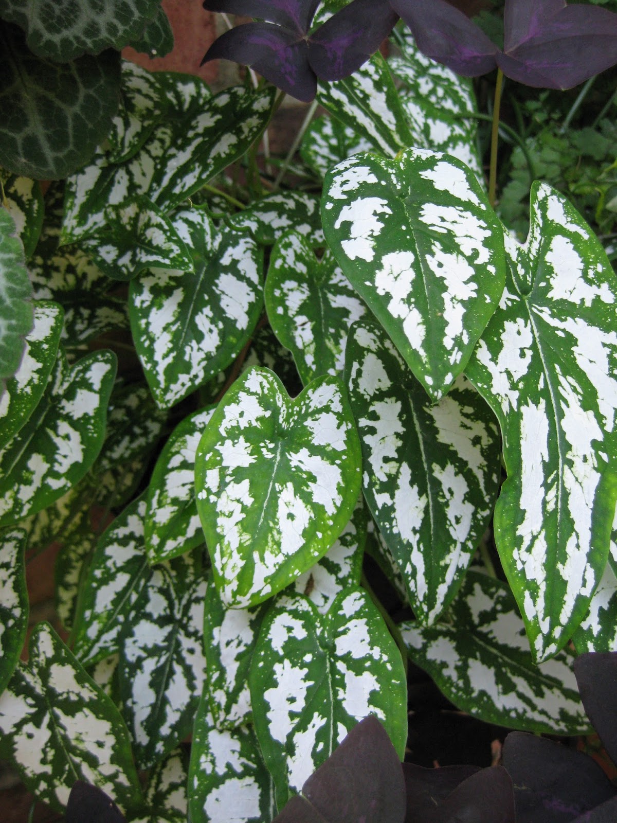 Caladium Collection - 2016 | Rotary Botanical Gardens