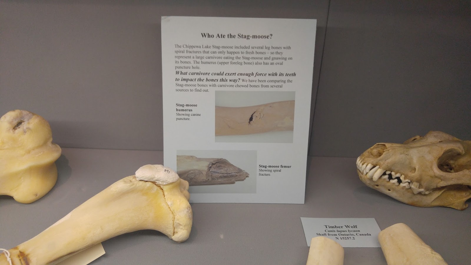 Travels of a Hobgoblin Taphophile: Fossil Stag Moose - Ohio History Center