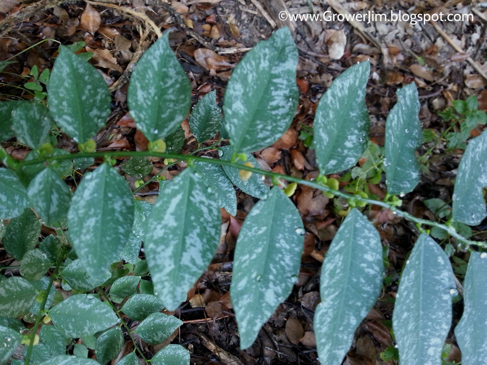 Garden Adventures: Katuk (Sauropus androgynus)