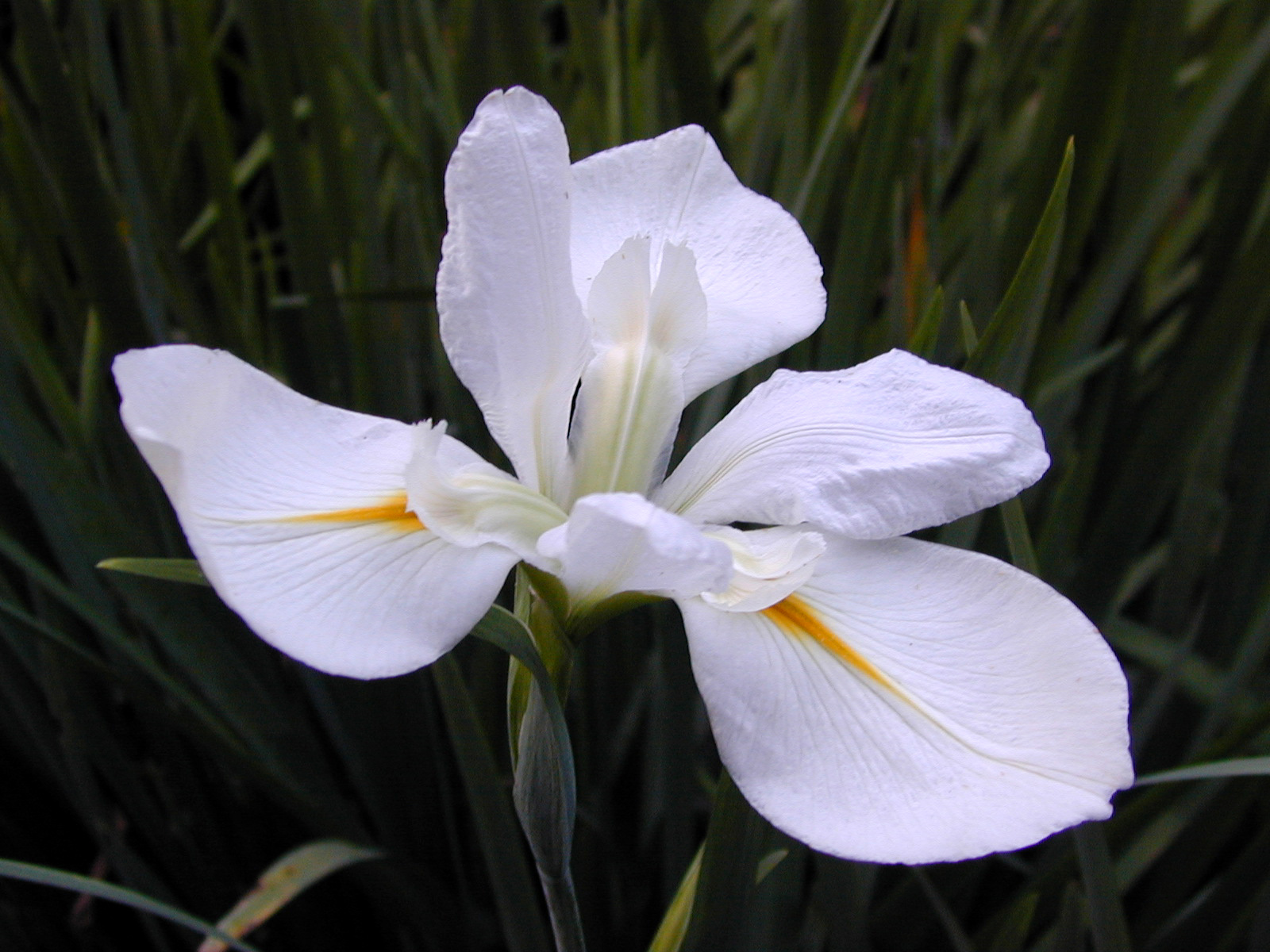 World of Irises: The Louisiana Iris Species Preservation Project