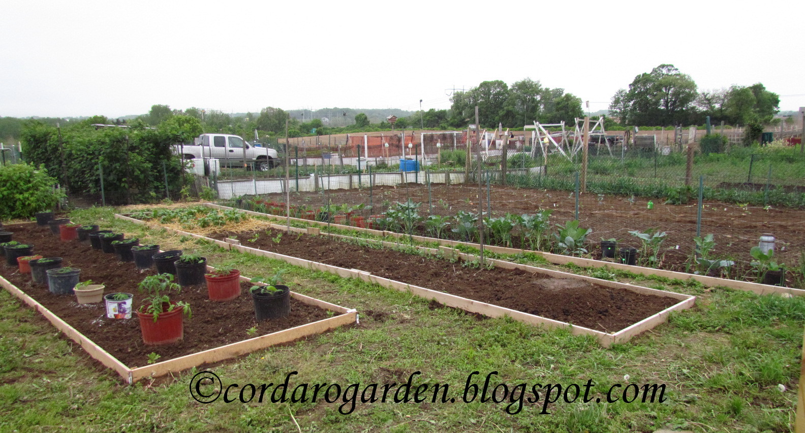 The Gardener of Eden: Tomatoes Planted at the Plots