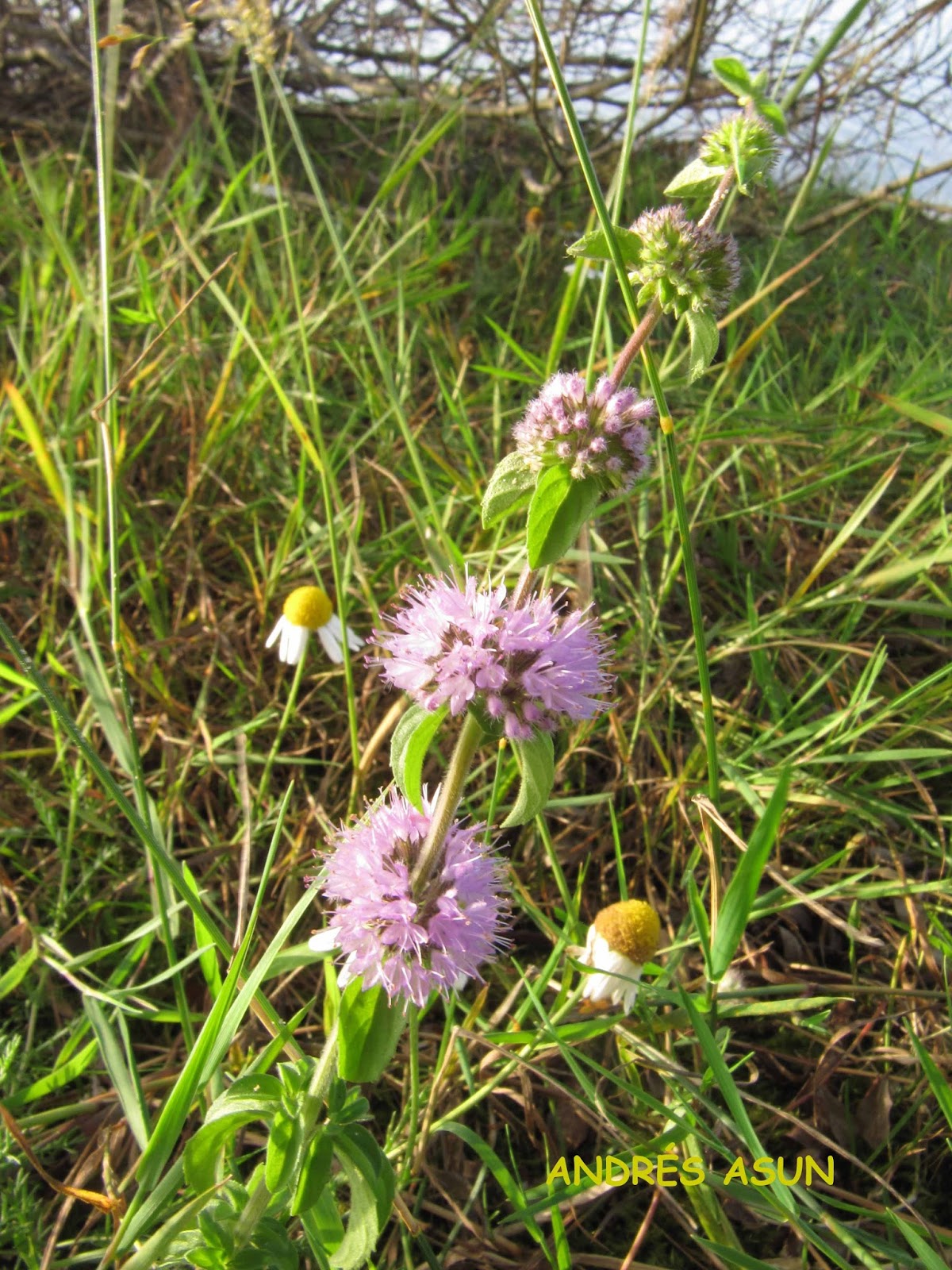 Flores silvestres de la Cordillera Cantábrica: LABIADAS - Labiatae