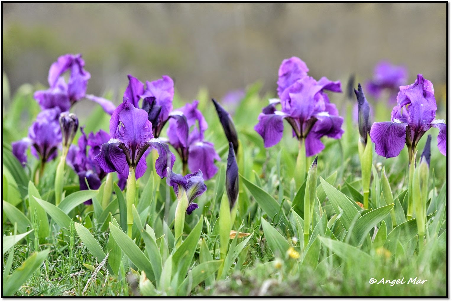 Flores y Bichos ***: Lirios silvestres / Wild lilies (Iris lutescens ...