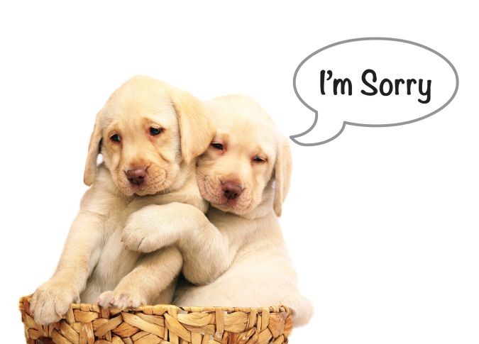 I Am Sorry | Love Is A Spiritual Force