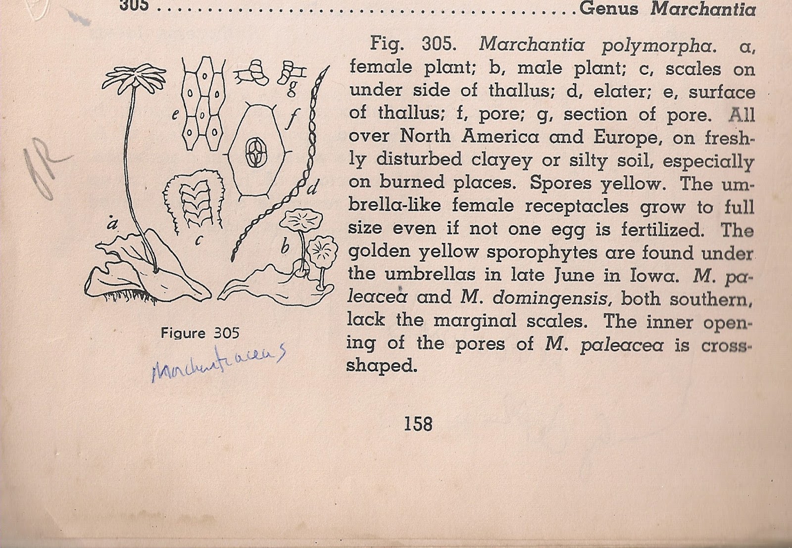 Flora de Puerto Rico Ilustrada Papo Vives: HEPÁTICAS DETALLES MORFOLÓGICOS