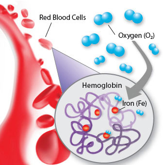 Hemoglobin adalah - Imad Analis Blog