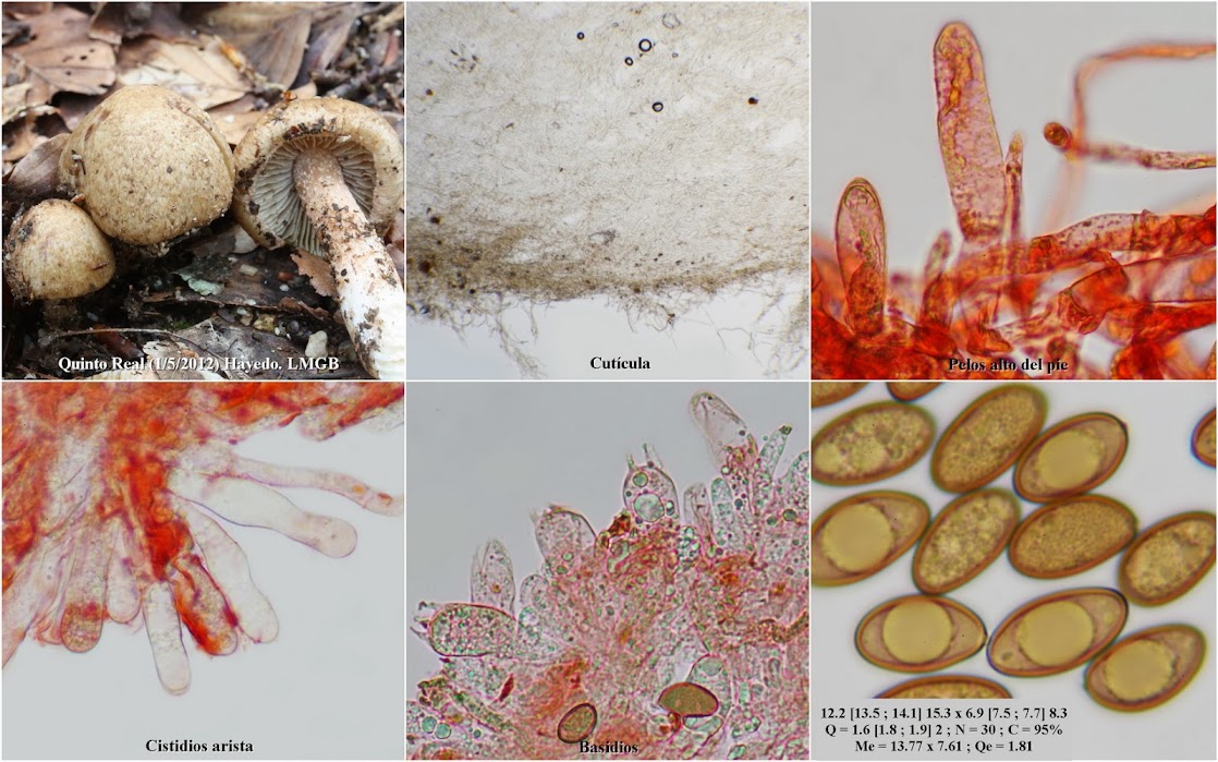 Microscopía de hongos. Vol 2 . D - K: Inocybe cervicolor