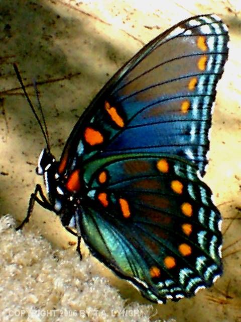 .:Poezii si cantece de gradinita:.: FLUTURE