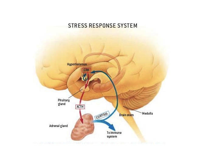 The Trauma Tool Kit: The HPA Axis, Trauma and You
