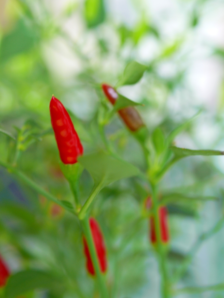 Baru 21+ Gambar Cili