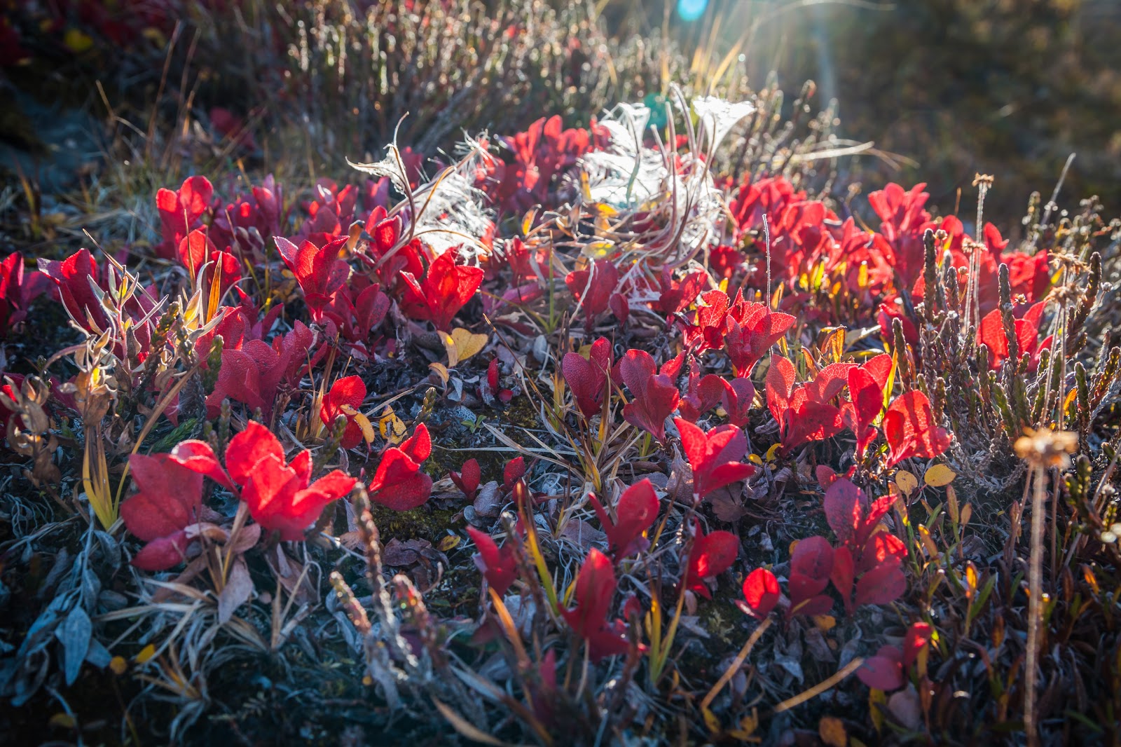 Yukon - The True Canadian North - Explore the World with Simon Sulyma