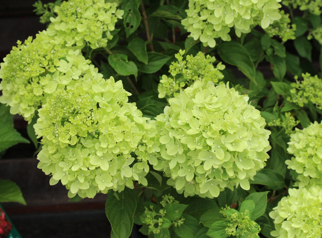 Bloomingwriter: Gardening in Nova Scotia: It's easy loving green...flowers!