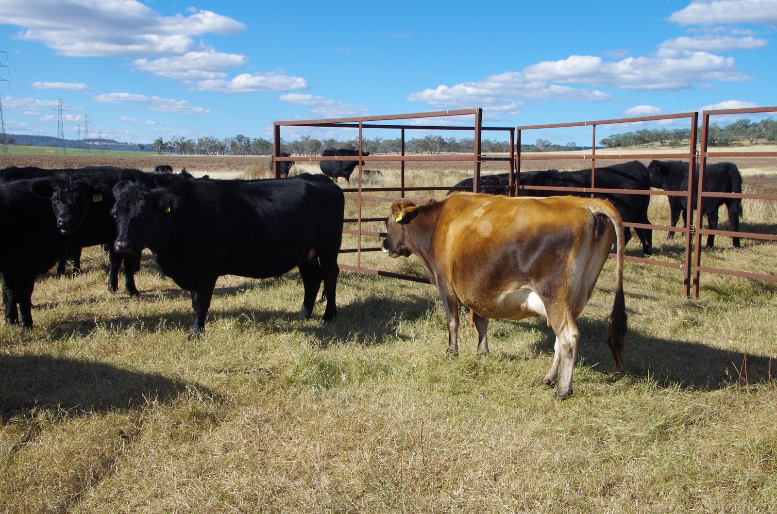 Hart Family: World Tour of Australia: At the Farm...The Animals